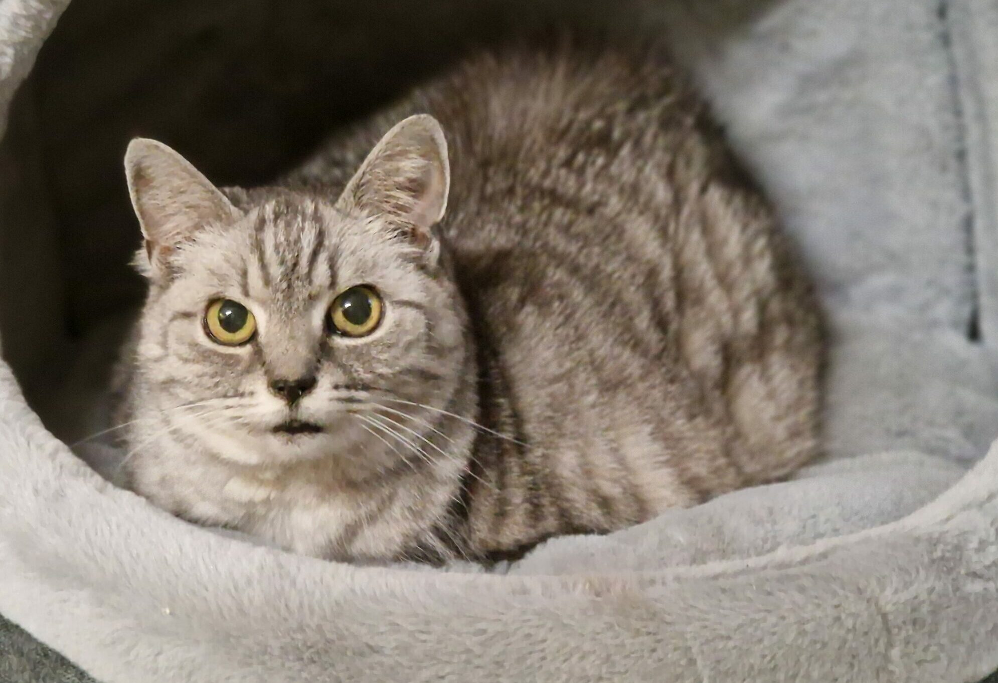 Tiervermittlung – Katzen – Tierheim Wesel