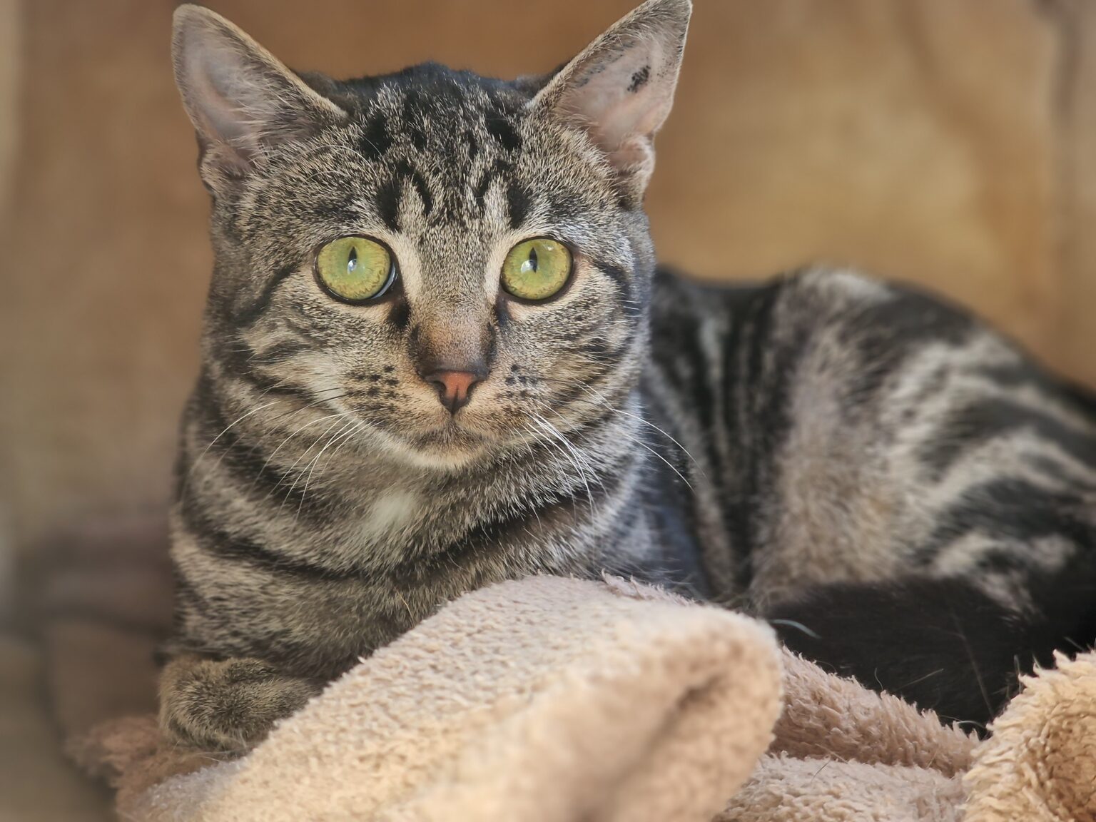 Tiervermittlung – Katzen – Tierheim Wesel