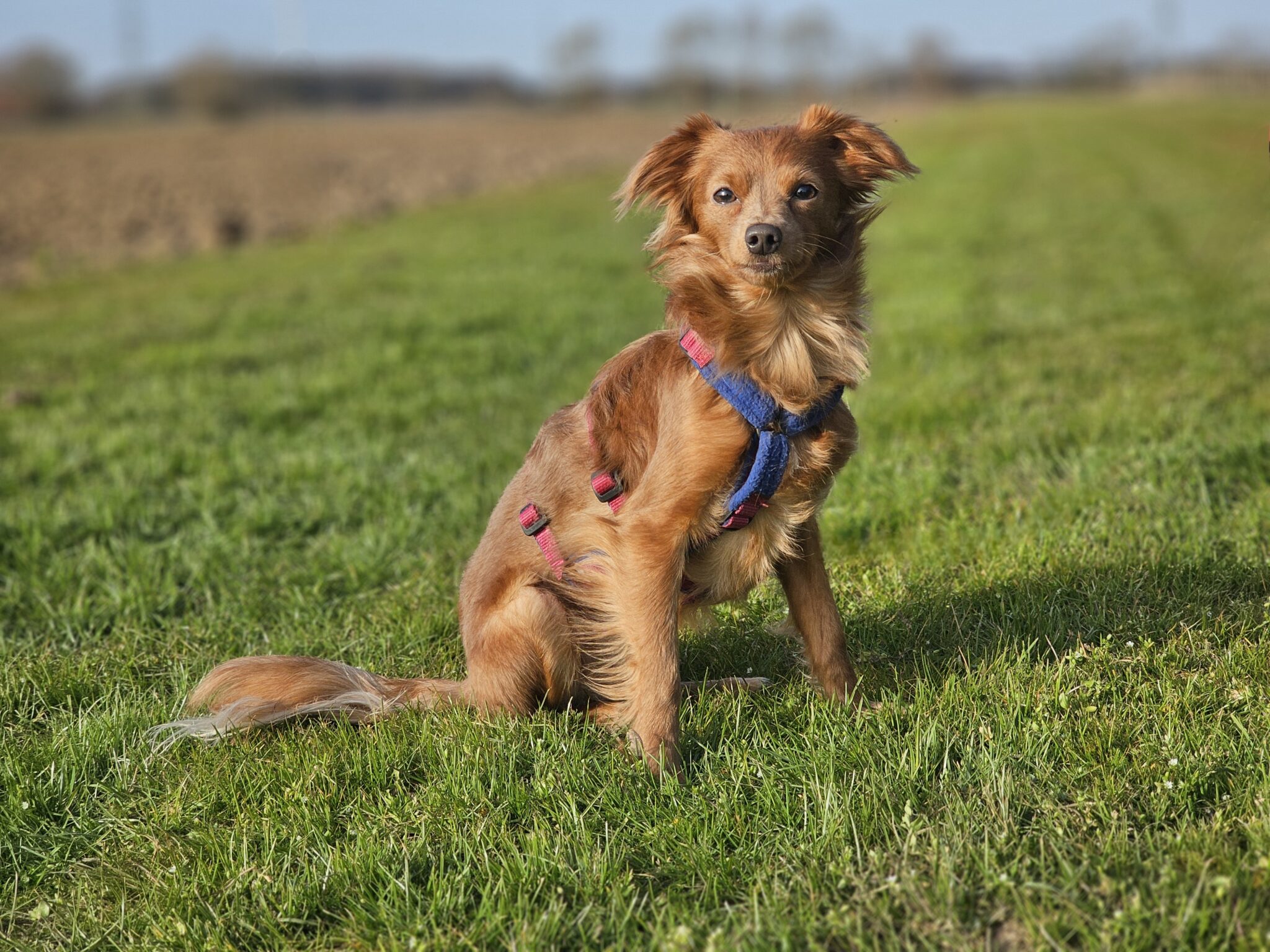 Fipsi – Tierheim Wesel